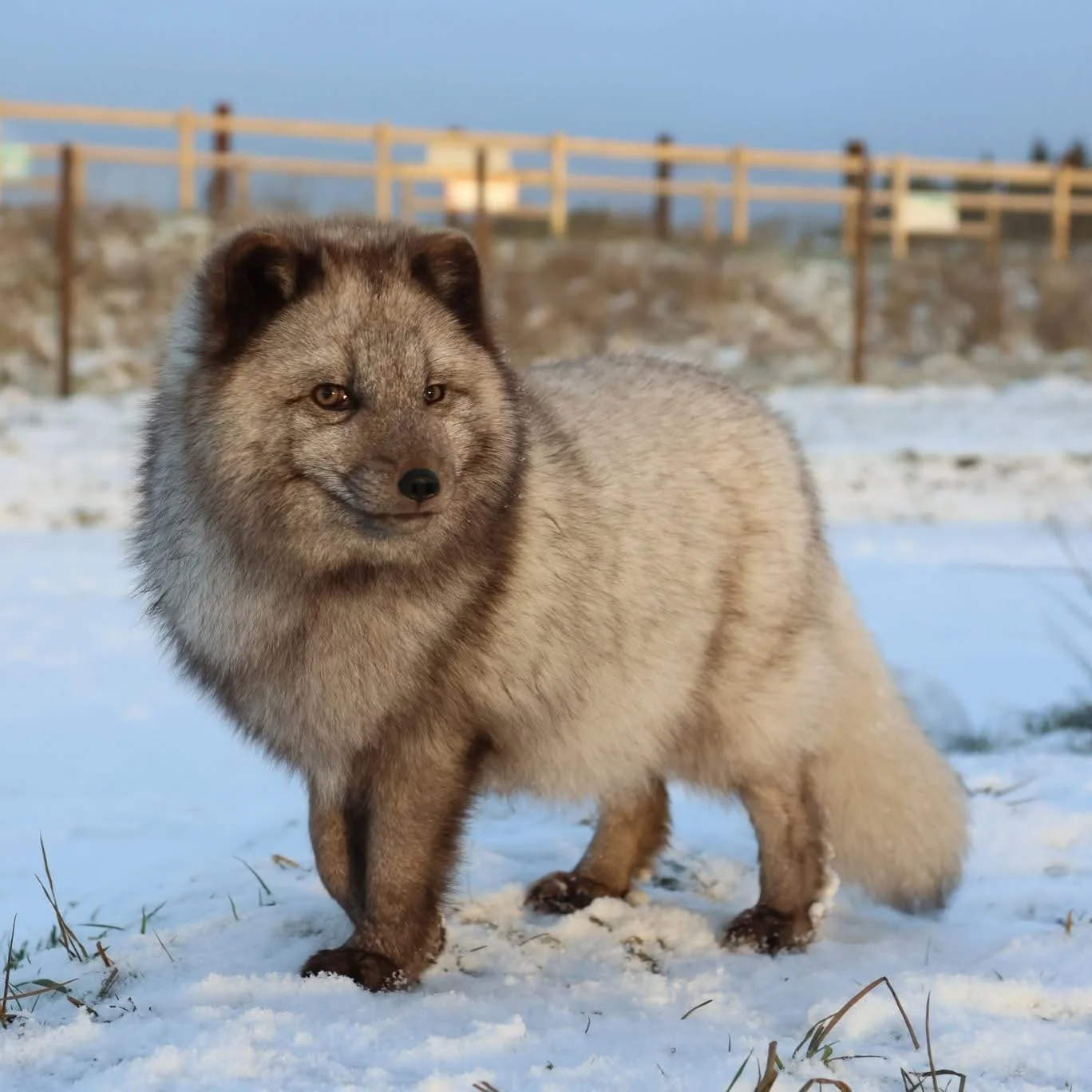Arctic Fox — Peak Wildlife Park