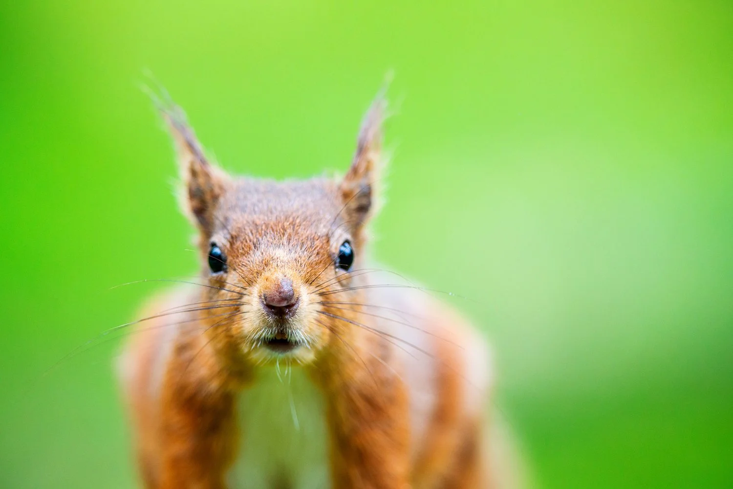 Red Squirrel — Peak Wildlife Park