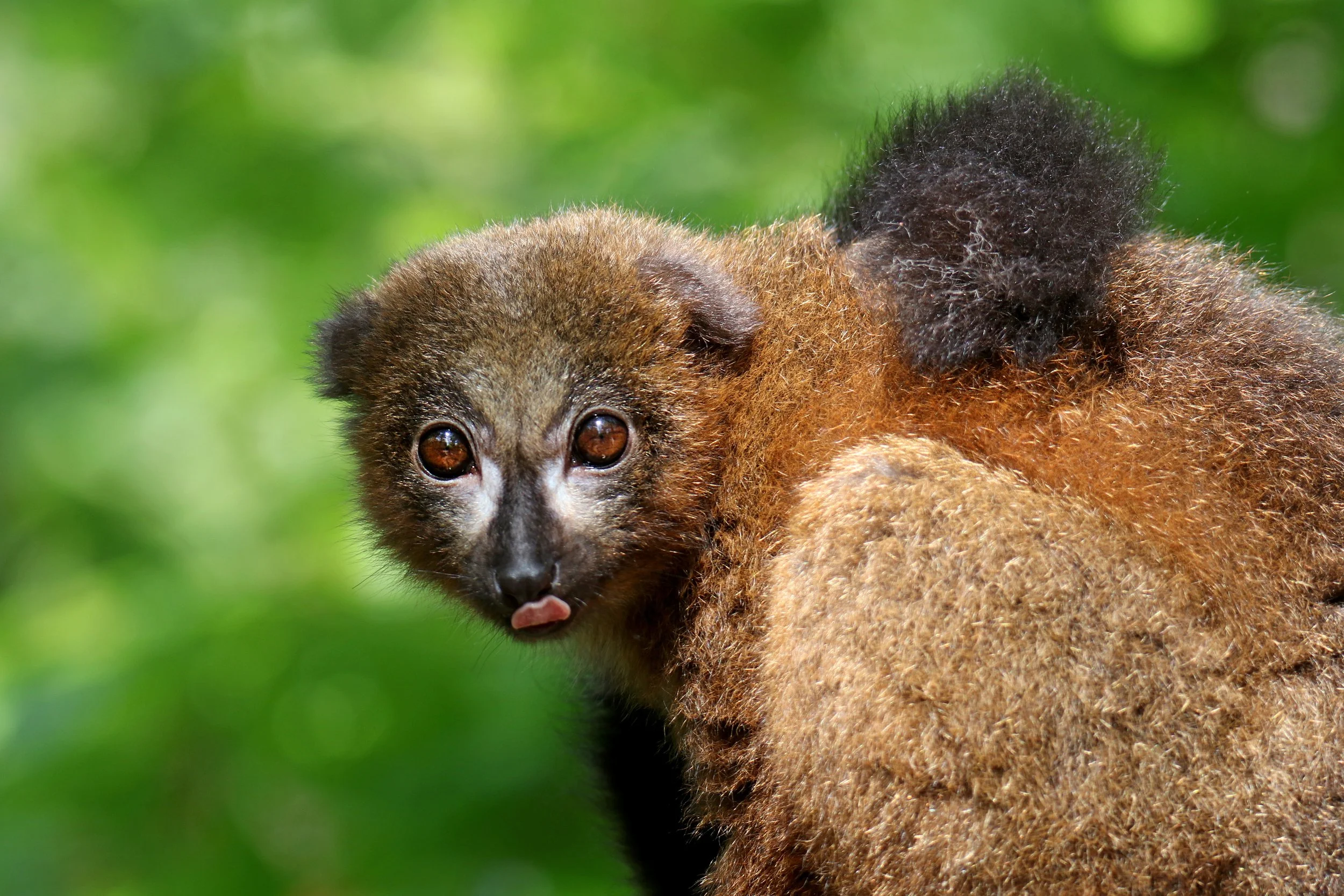 Red Bellied Lemur — Peak Wildlife Park