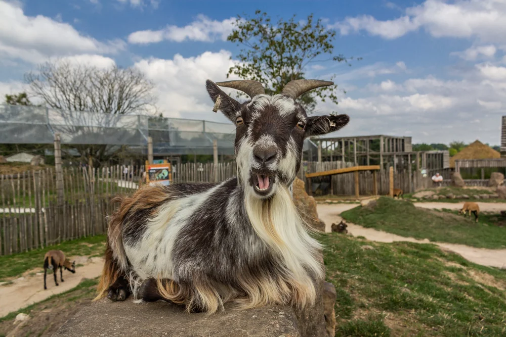 African Pygmy Goat — Peak Wildlife Park