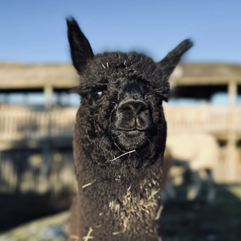 Alpaca — Peak Wildlife Park