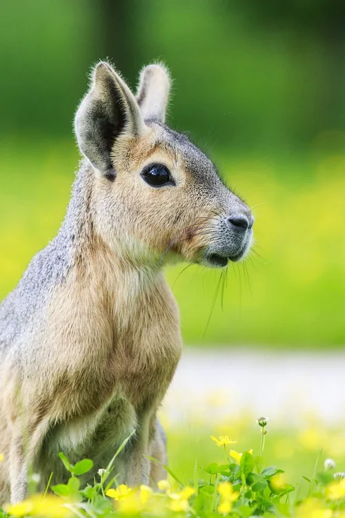 Explore — Peak Wildlife Park