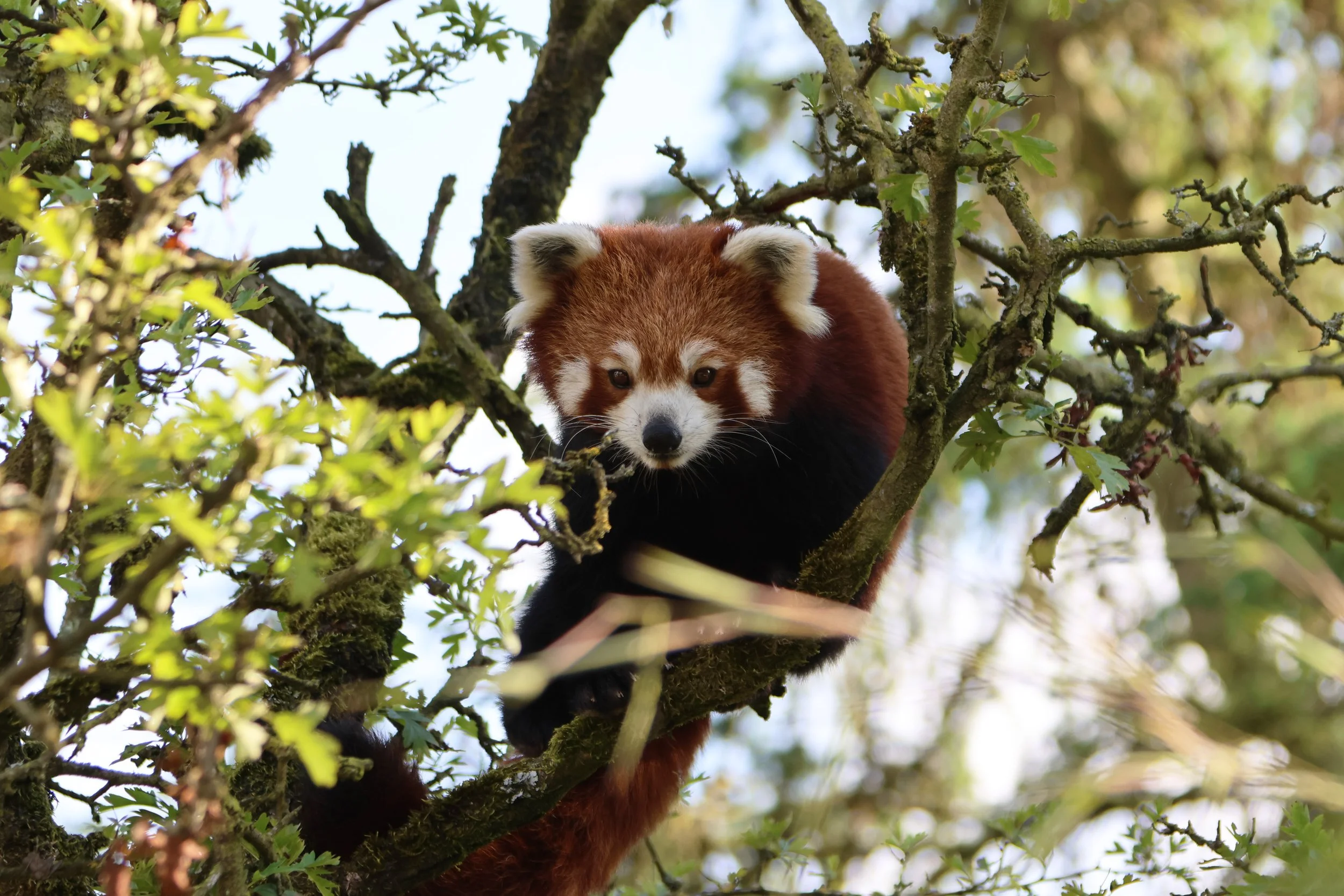 Red panda — Peak Wildlife Park