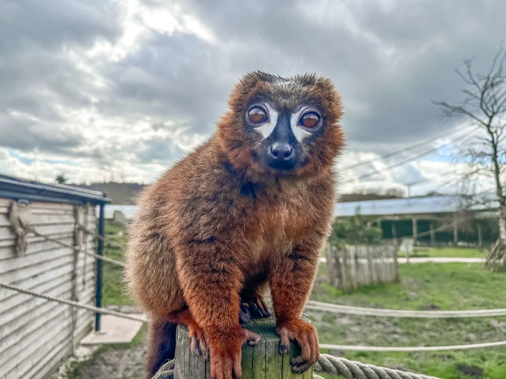 Red Bellied Lemur — Peak Wildlife Park