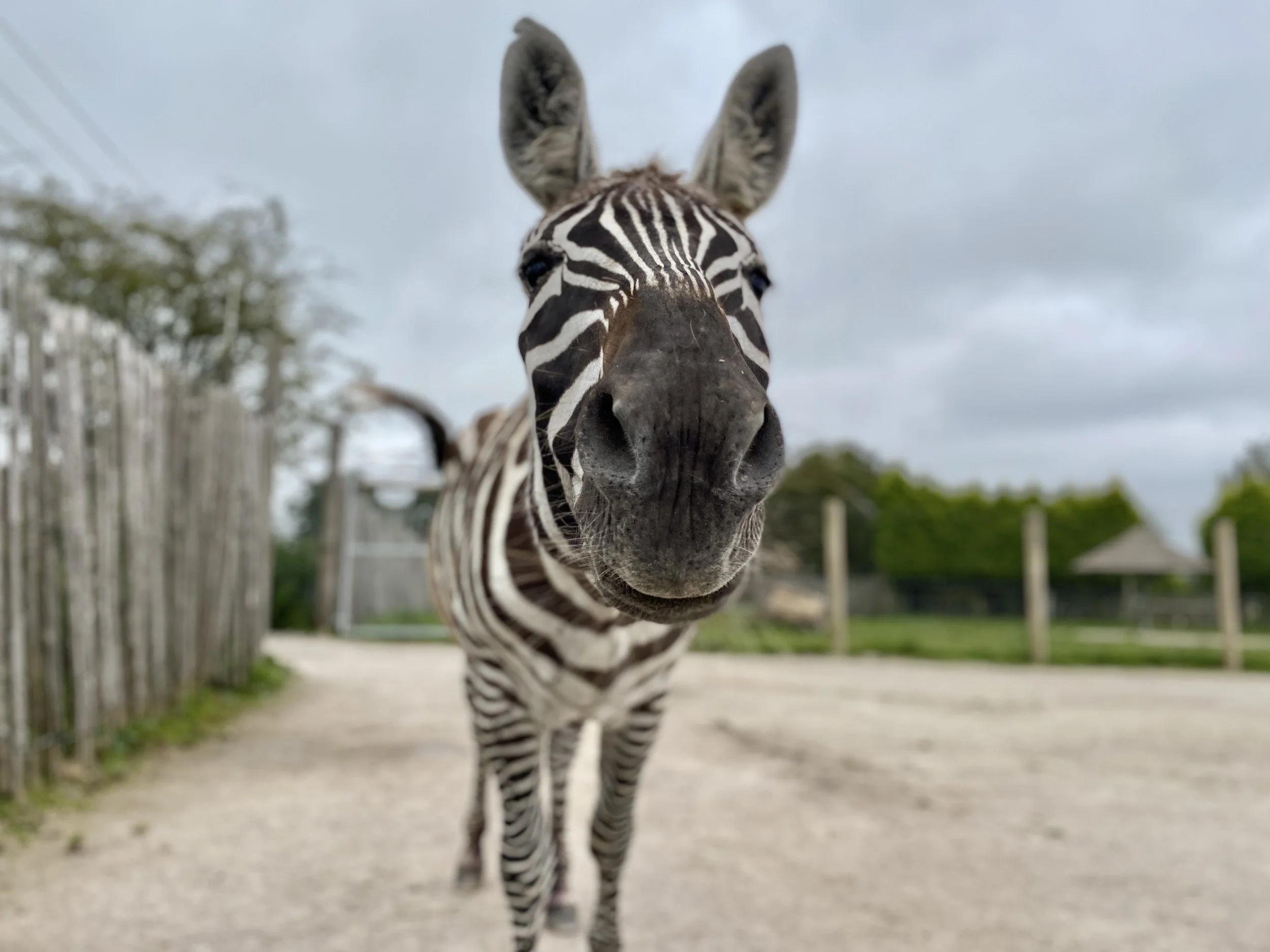 Maneless Zebra — Peak Wildlife Park