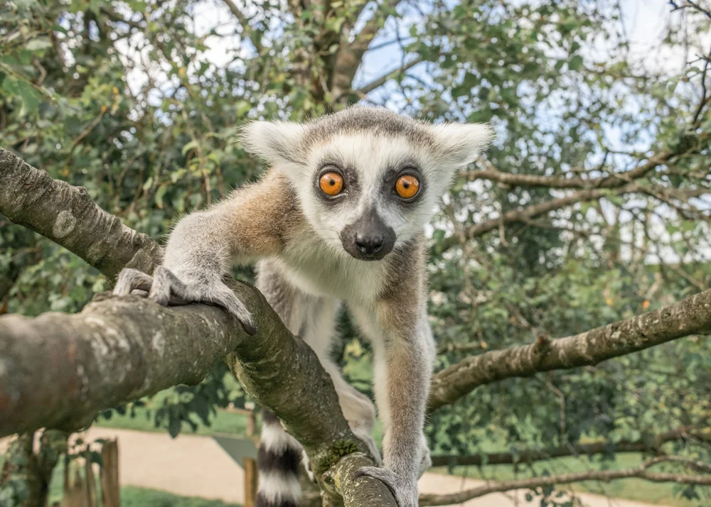 Walk with Lemurs — Peak Wildlife Park