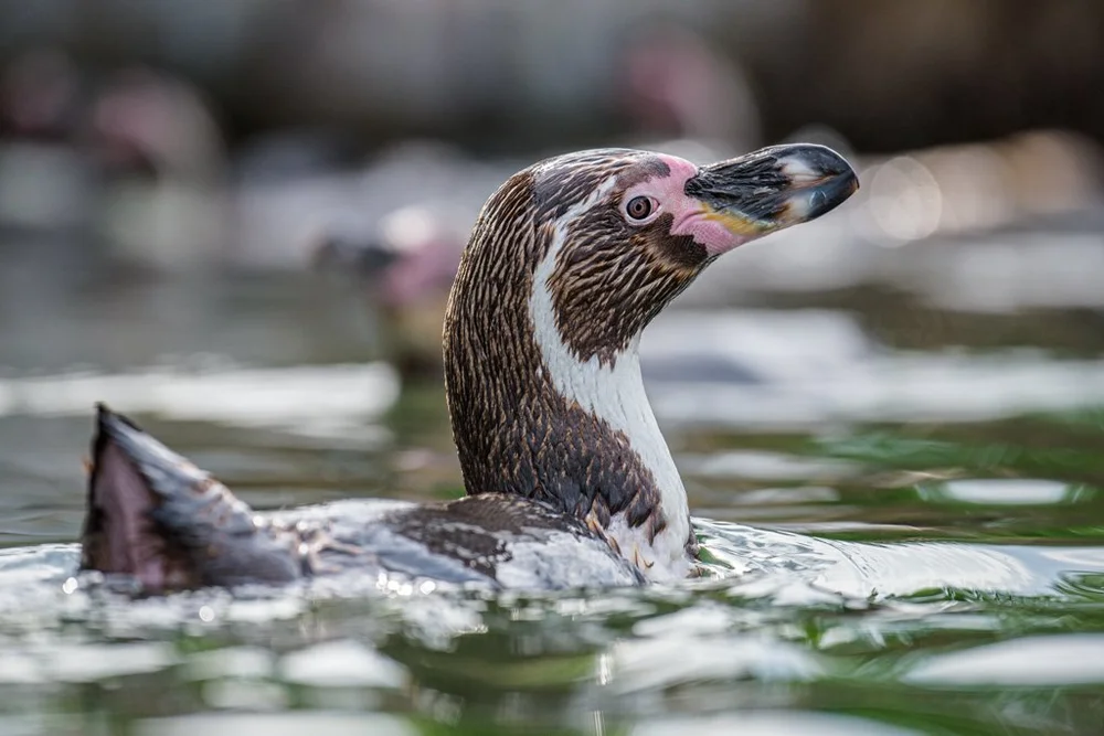 Humboldt Penguin — Peak Wildlife Park
