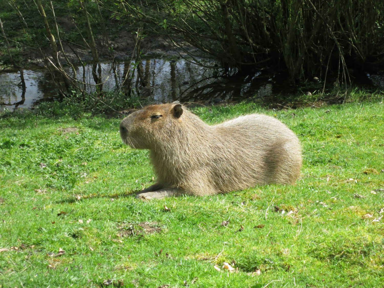 Capybara — Peak Wildlife Park