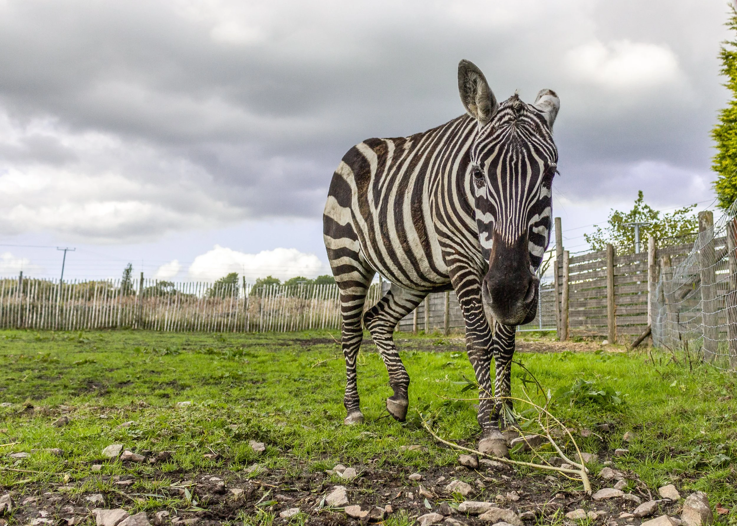 Maneless Zebra — Peak Wildlife Park