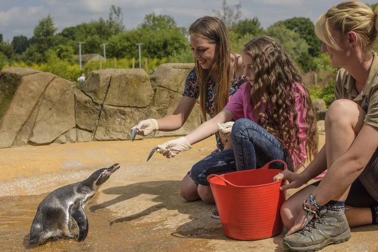 Walk with Penguins — Peak Wildlife Park