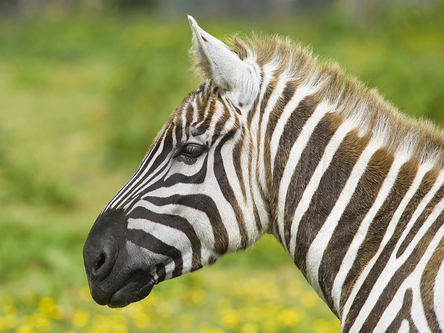 Maneless Zebra — Peak Wildlife Park