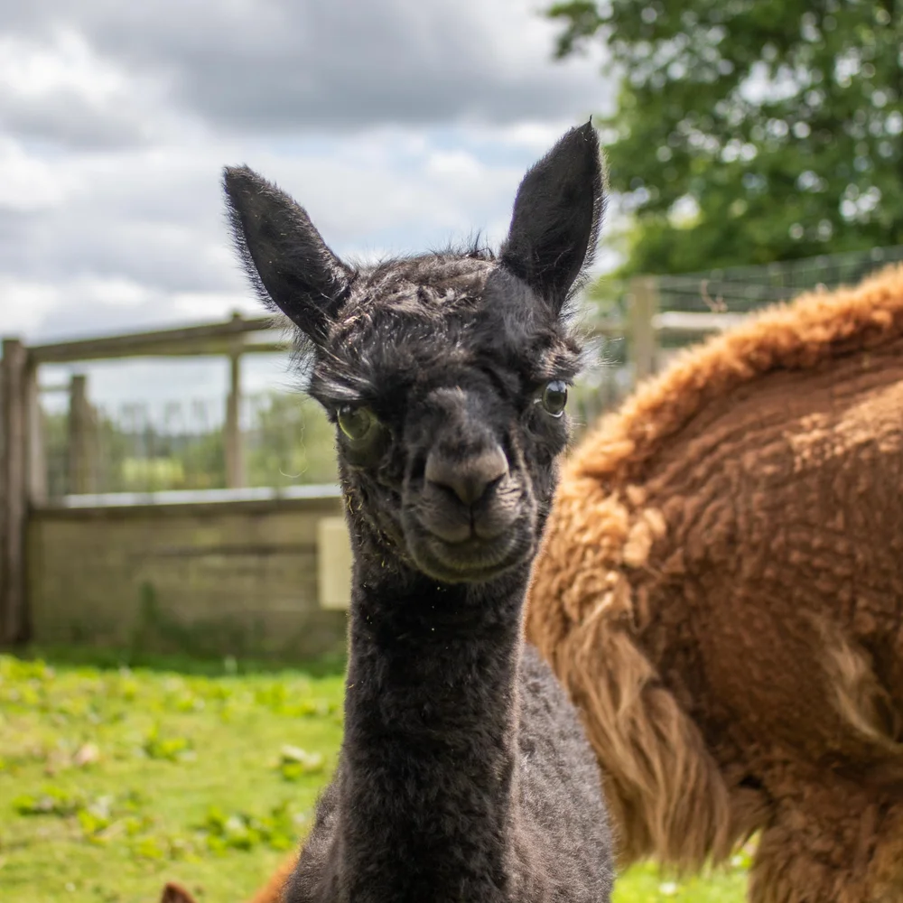 Alpaca — Peak Wildlife Park