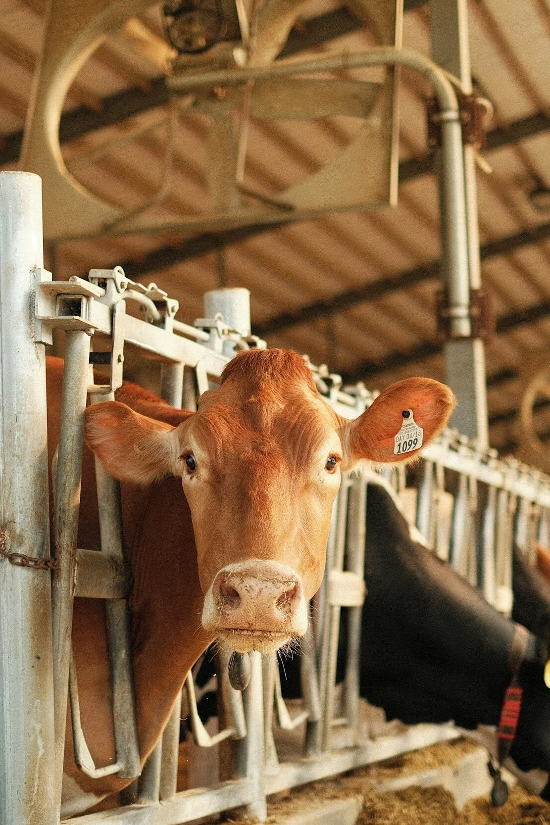 Control Microbial activity while extending shelf life with Oxine — Key ...