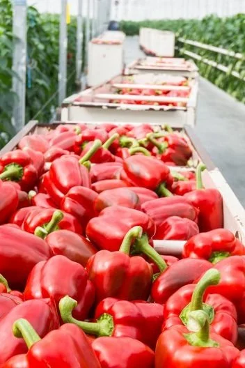 Control Microbial activity while extending shelf life with Oxine — Key ...