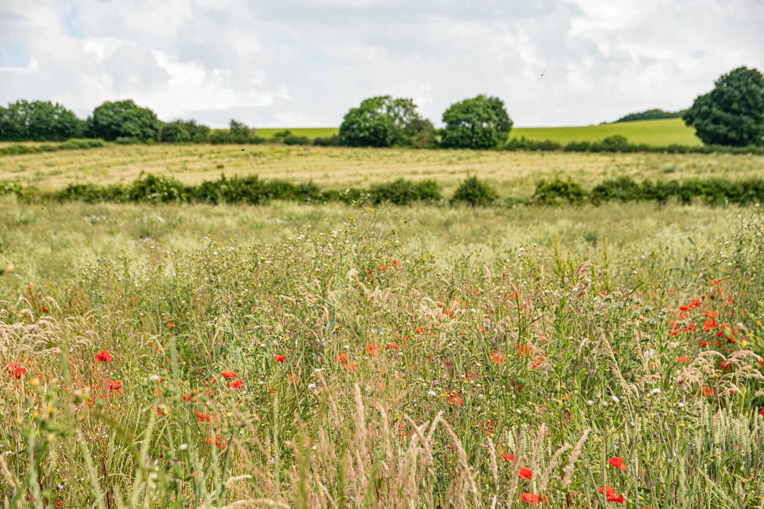 Wild Whittington: an exciting new space for nature — Wild Solutions