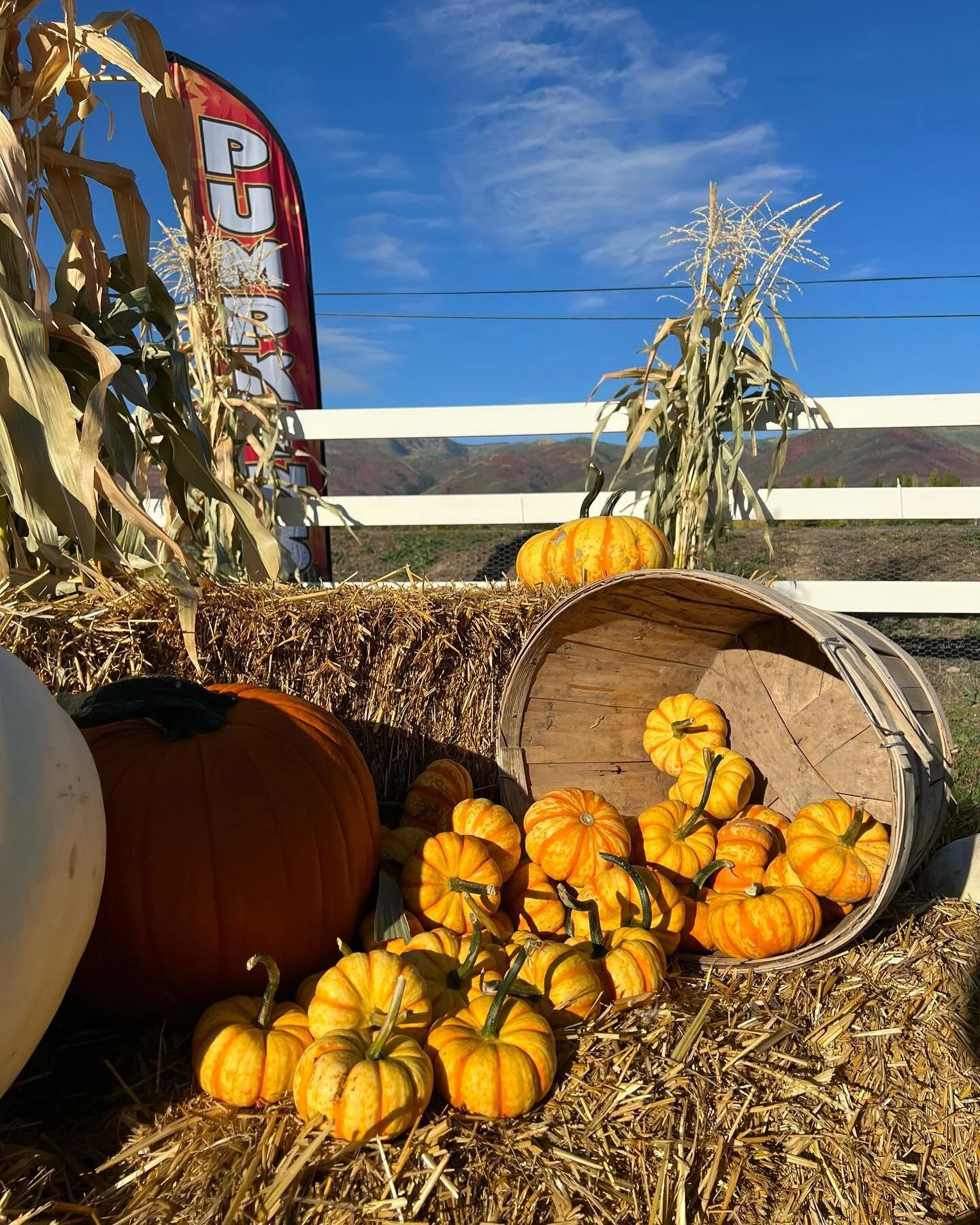 Francis Family Farms | Produce & Pumpkins | Fresh Cut Flowers | U-Pick ...