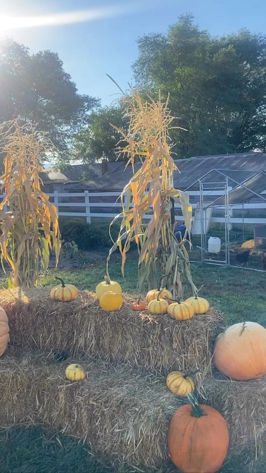 Francis Family Farms | Produce & Pumpkins | Fresh Cut Flowers | U-Pick ...