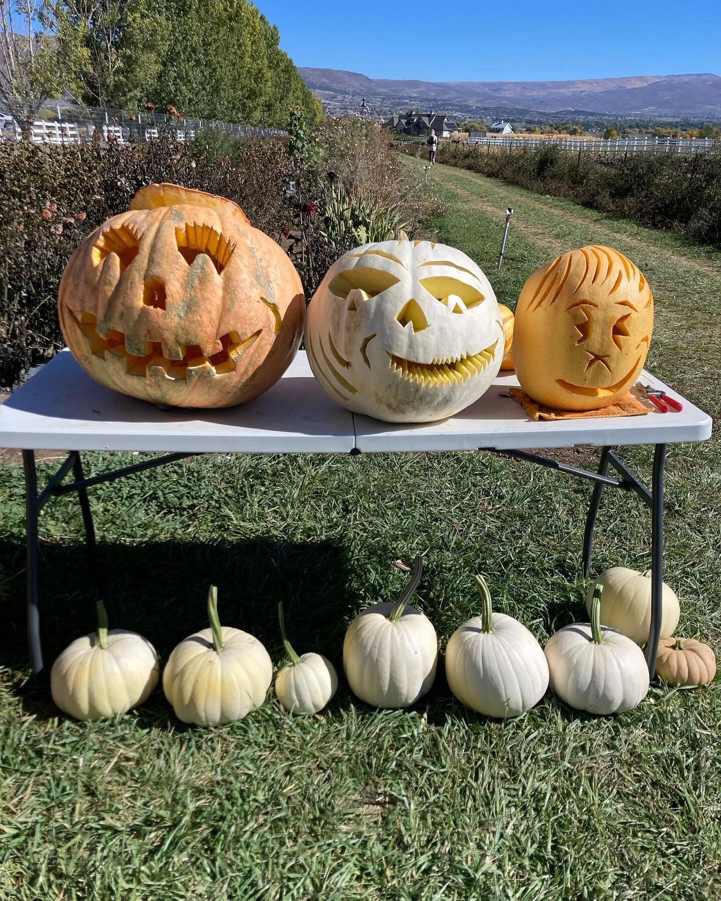 Francis Family Farms | Produce & Pumpkins | Fresh Cut Flowers | U-Pick ...