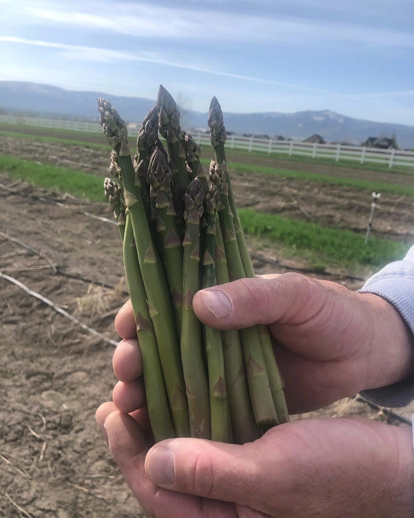 Francis Family Farms | Produce & Pumpkins | Fresh Cut Flowers | U-Pick ...