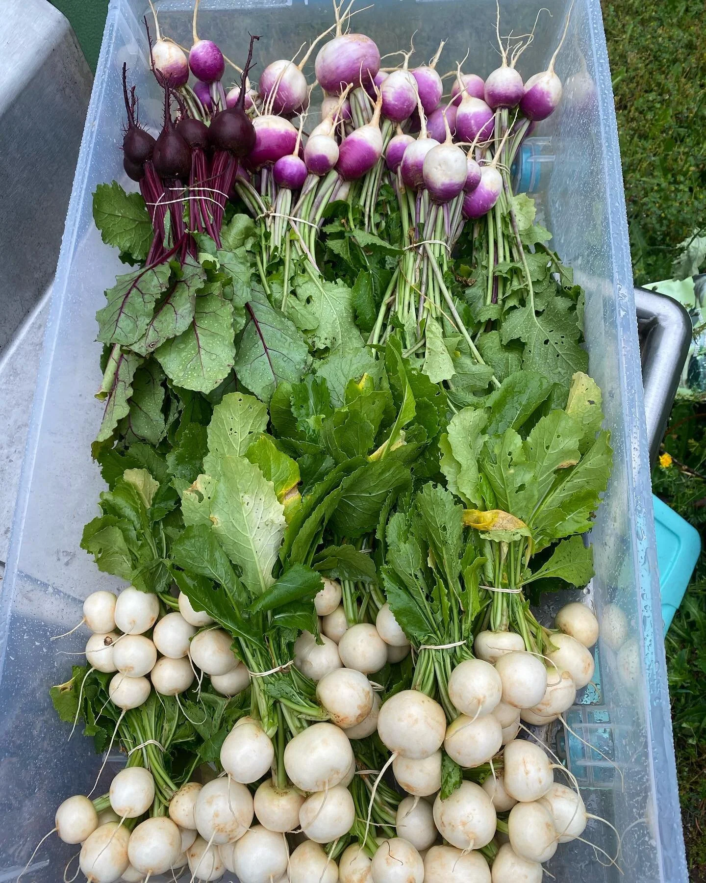 Farmer's Daughter Organics | Organically Grown Produce | Subscription ...