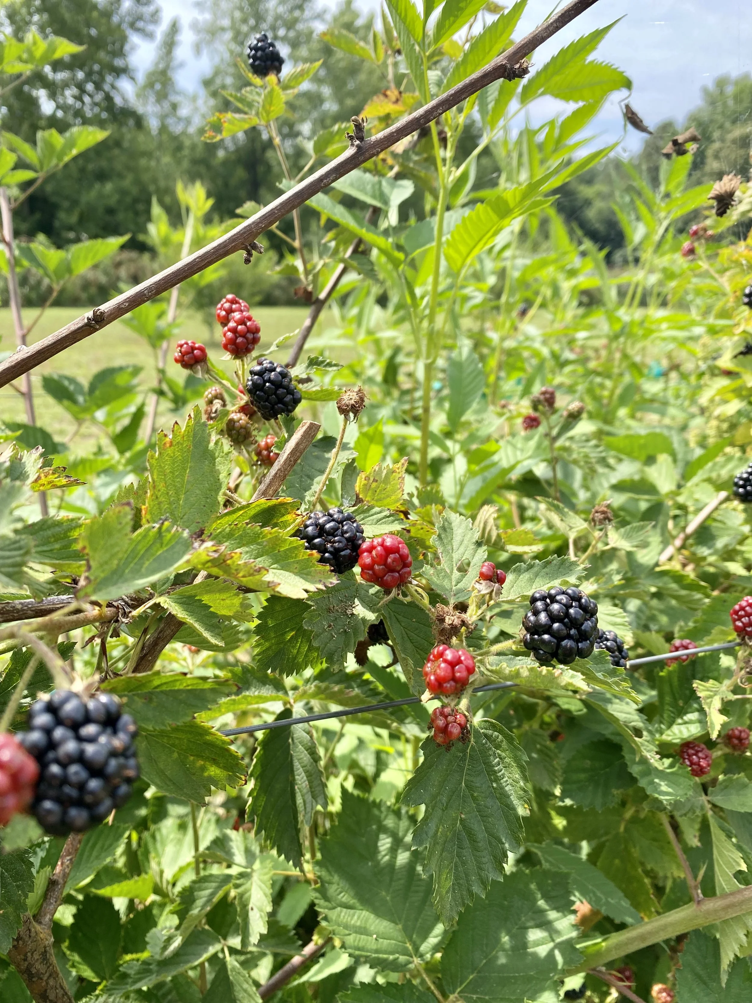 Keeper Creek | U-Pick | Blueberries, Blackberries & Raspberries ...