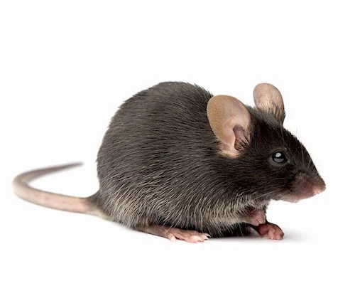 Laboratory Animal Facilities | Trudeau Institute