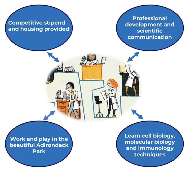 Summer Undergraduate Program | Trudeau Institute