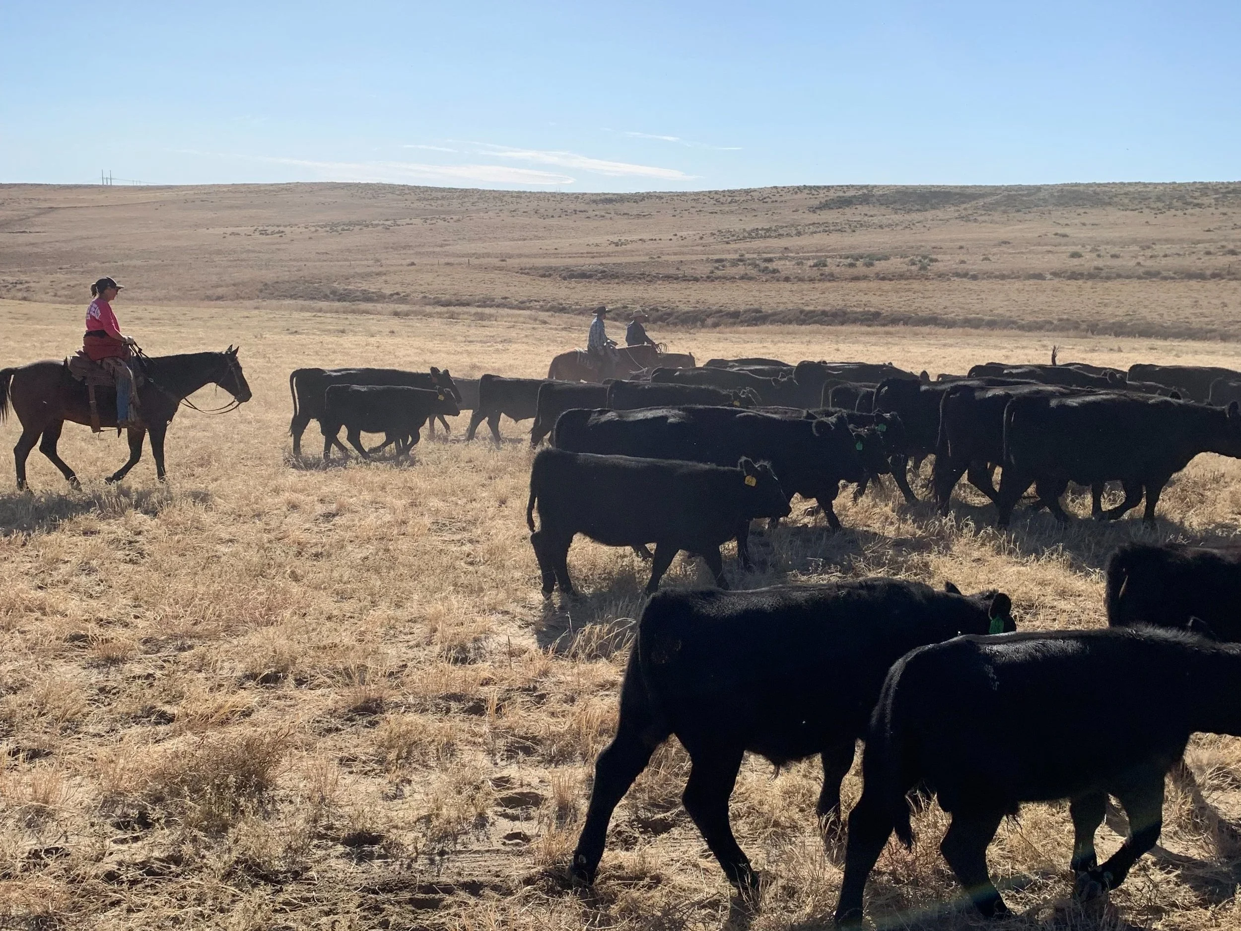 Practices | Regenerative Farming | Pasture Raised | Grain Finished ...
