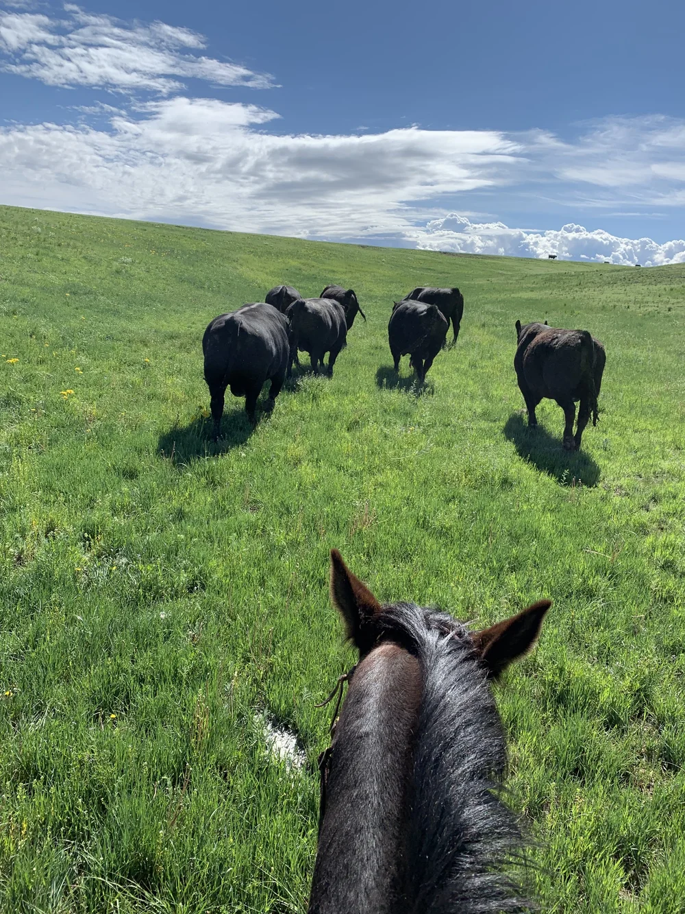 Practices | Regenerative Farming | Pasture Raised | Grain Finished ...
