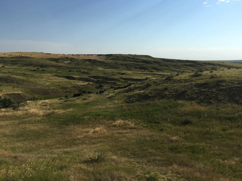 Practices | Regenerative Farming | Pasture Raised | Grain Finished ...