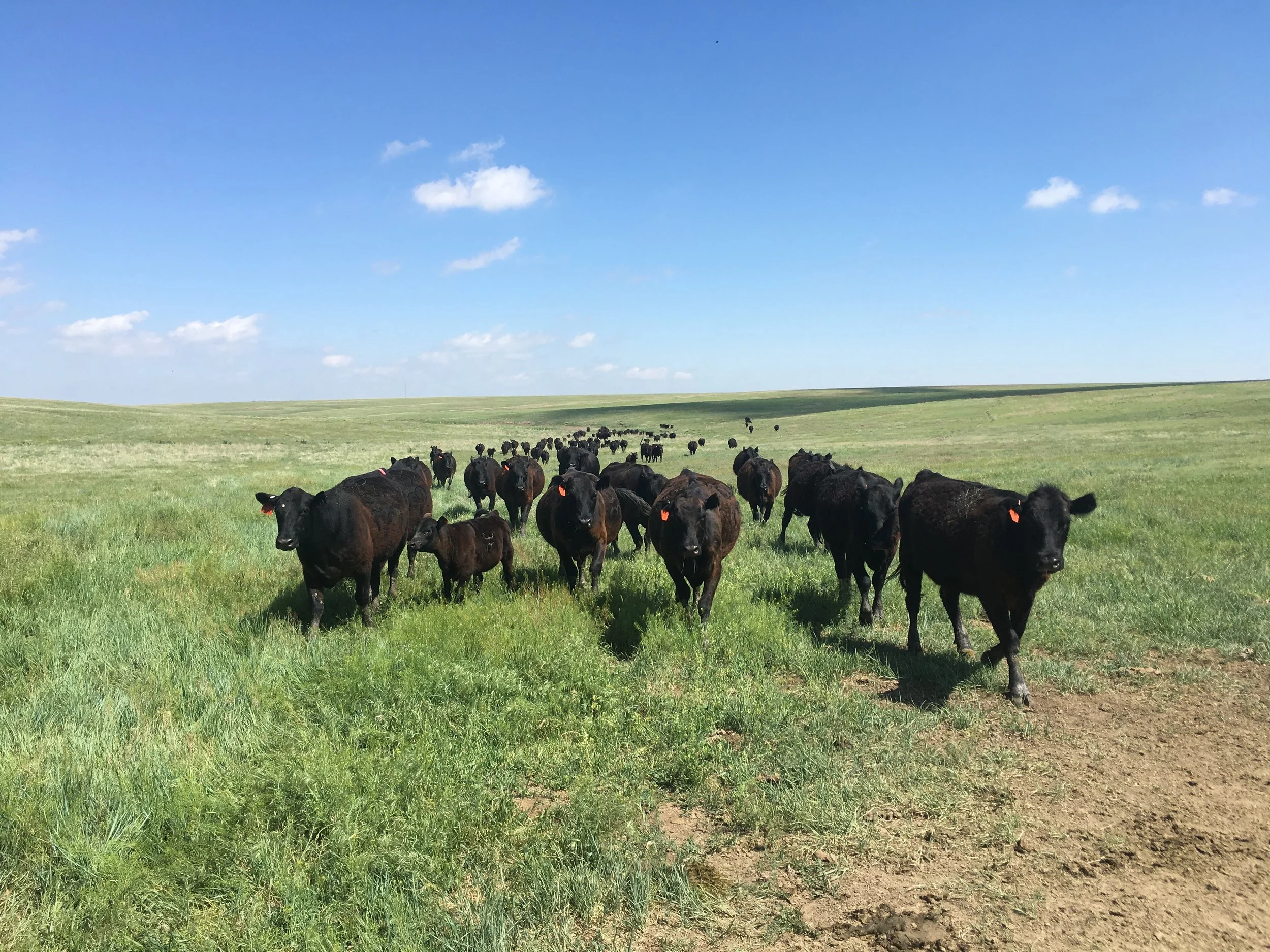 Practices | Regenerative Farming | Pasture Raised | Grain Finished ...