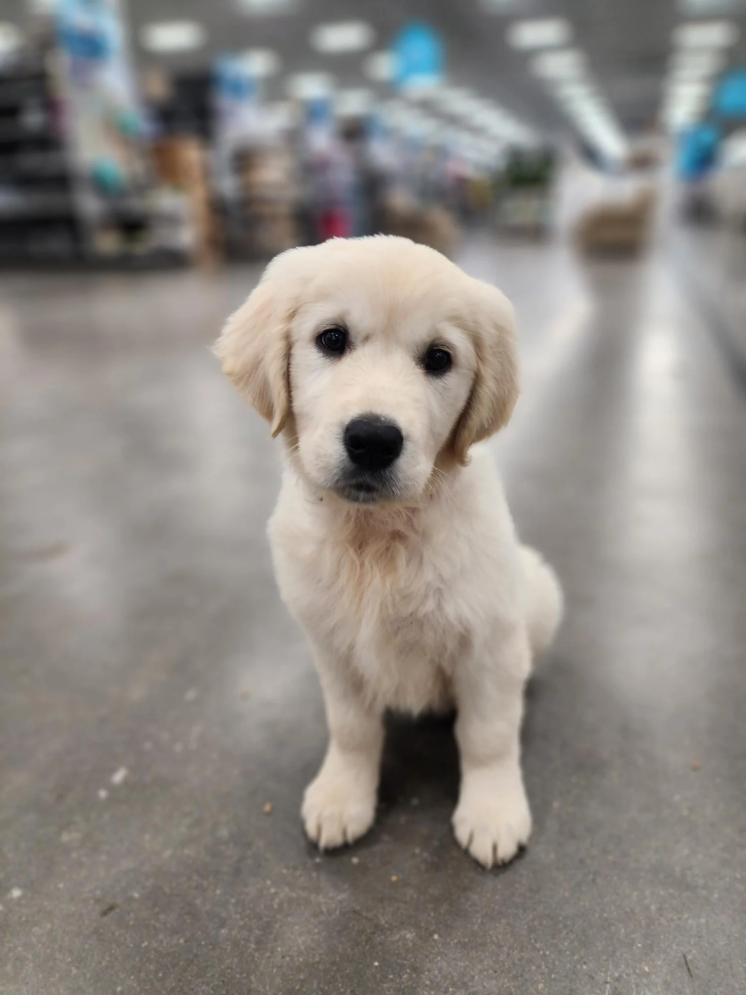 Available Dogs — Whetstone Canines