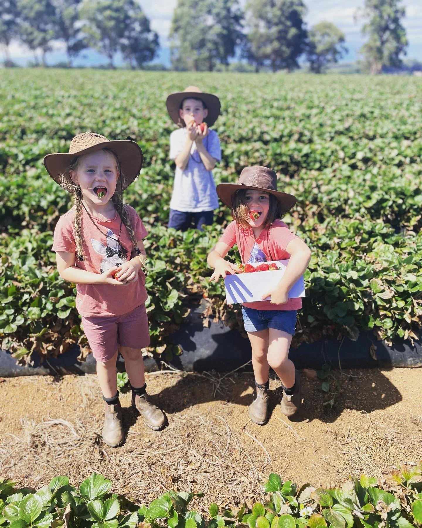 Quality Fresh Escargot in WA - South West Snails