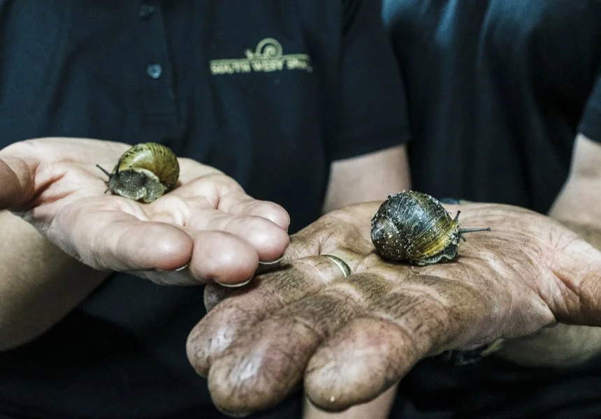 Quality Fresh Escargot in WA - South West Snails