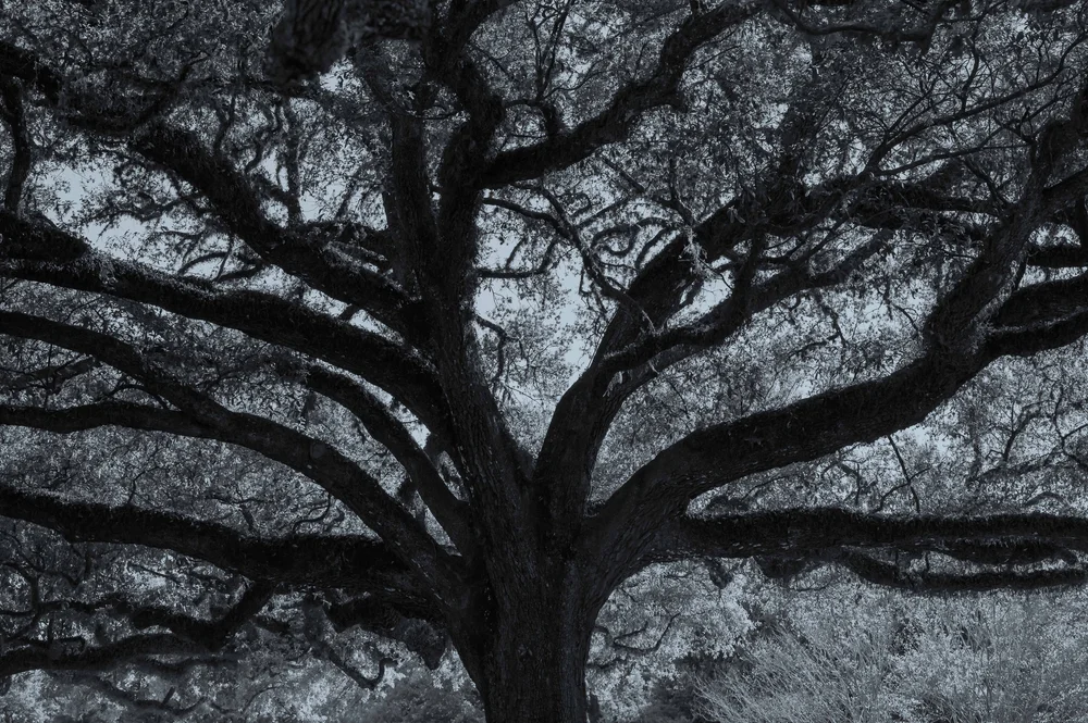 About — Scott Terrell