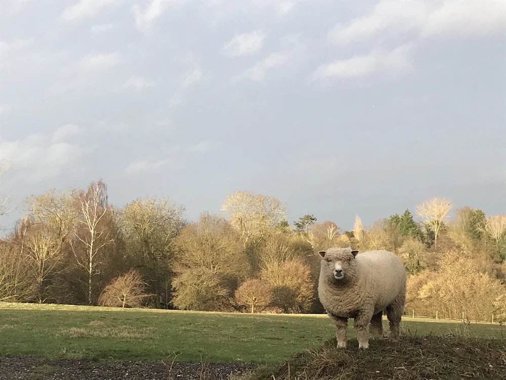 Ryeland Sheep — Broxted Hill Farm