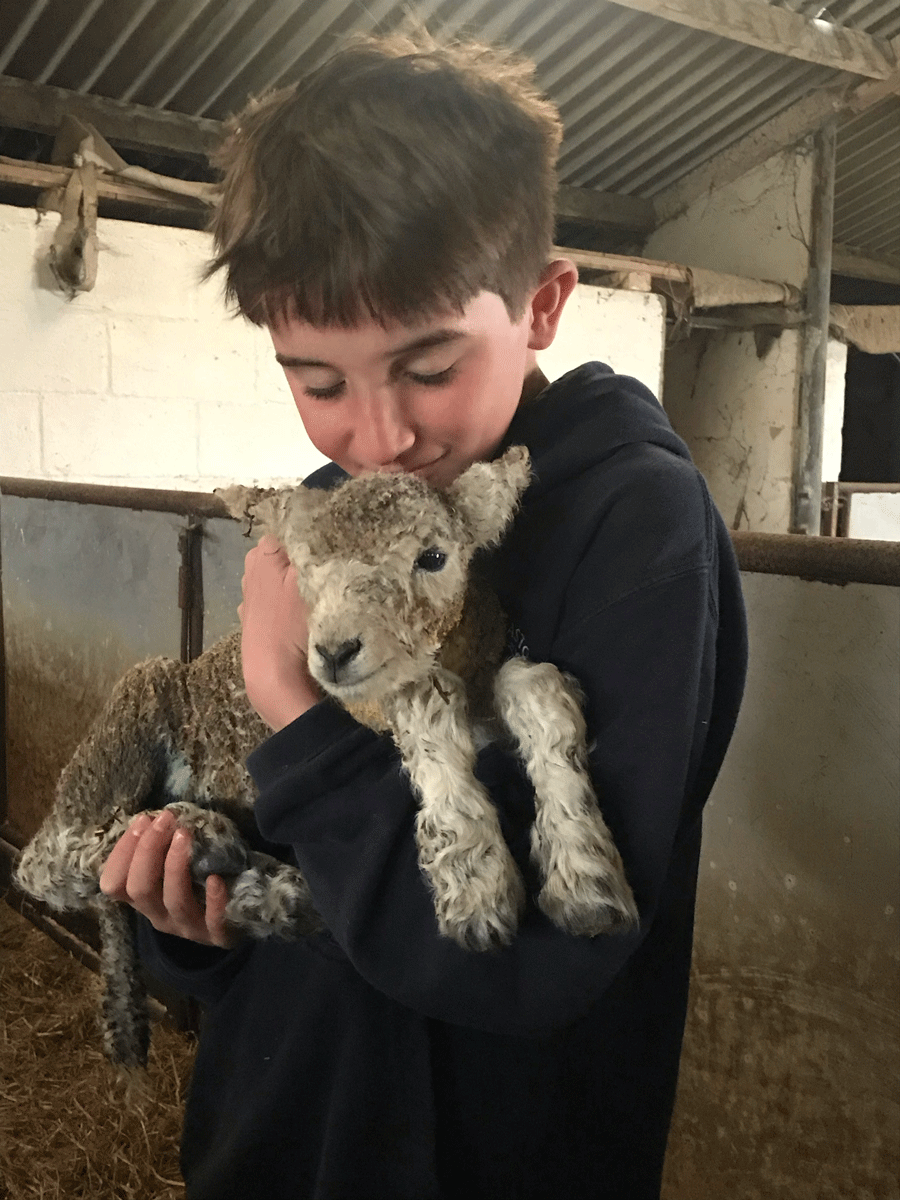 Ryeland Sheep — Broxted Hill Farm
