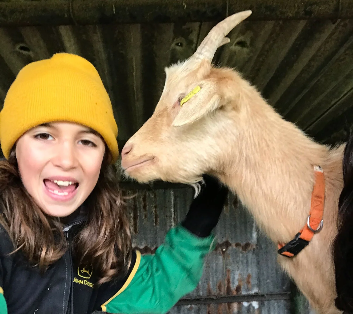 Guernsey Goats — Broxted Hill Farm