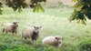 Ryeland Sheep — Broxted Hill Farm
