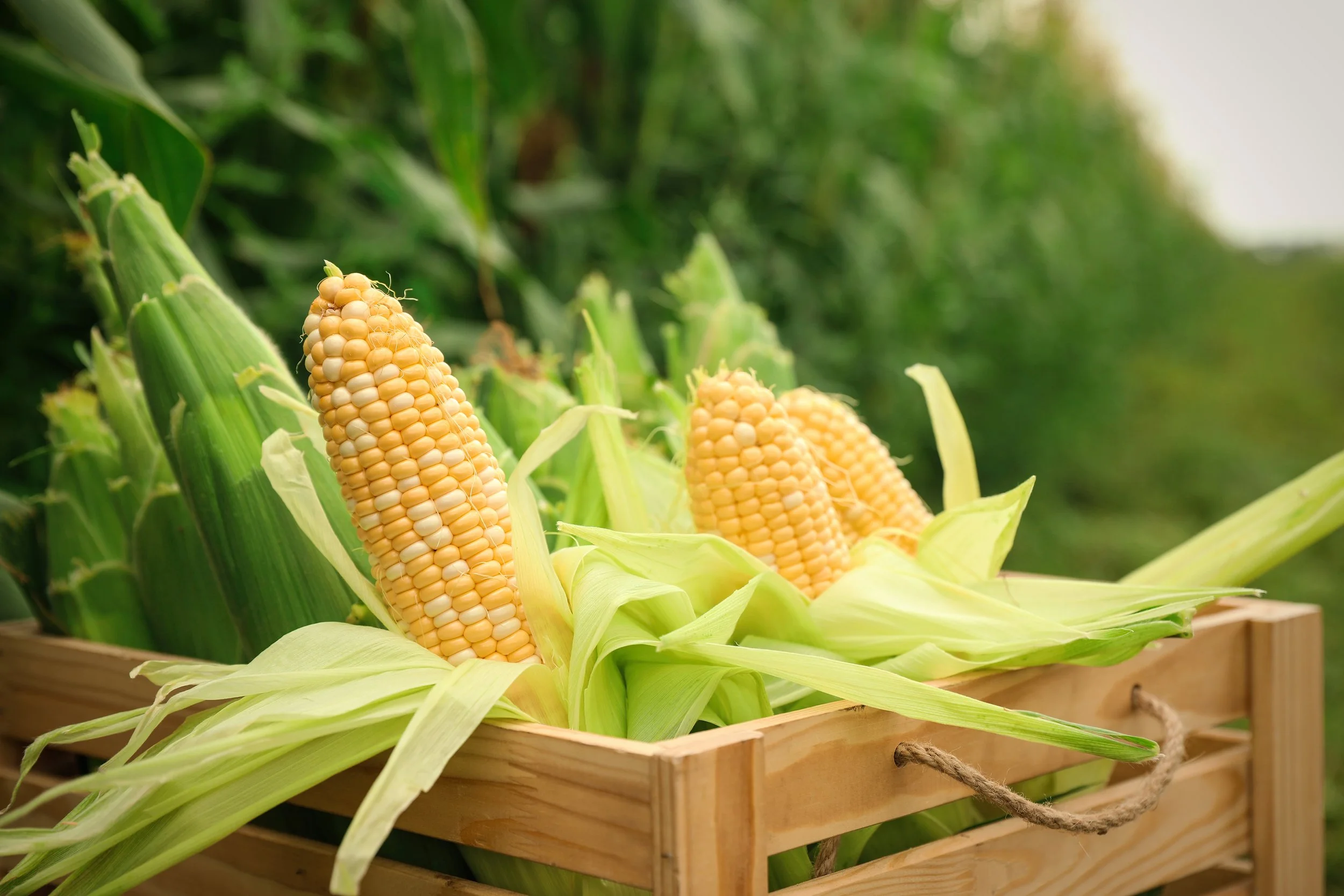SWEETCORN — Slade Farm