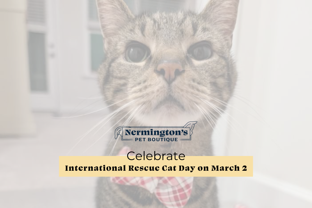 Celebrate International Rescue Cat Day - March 2 — Nermington's
