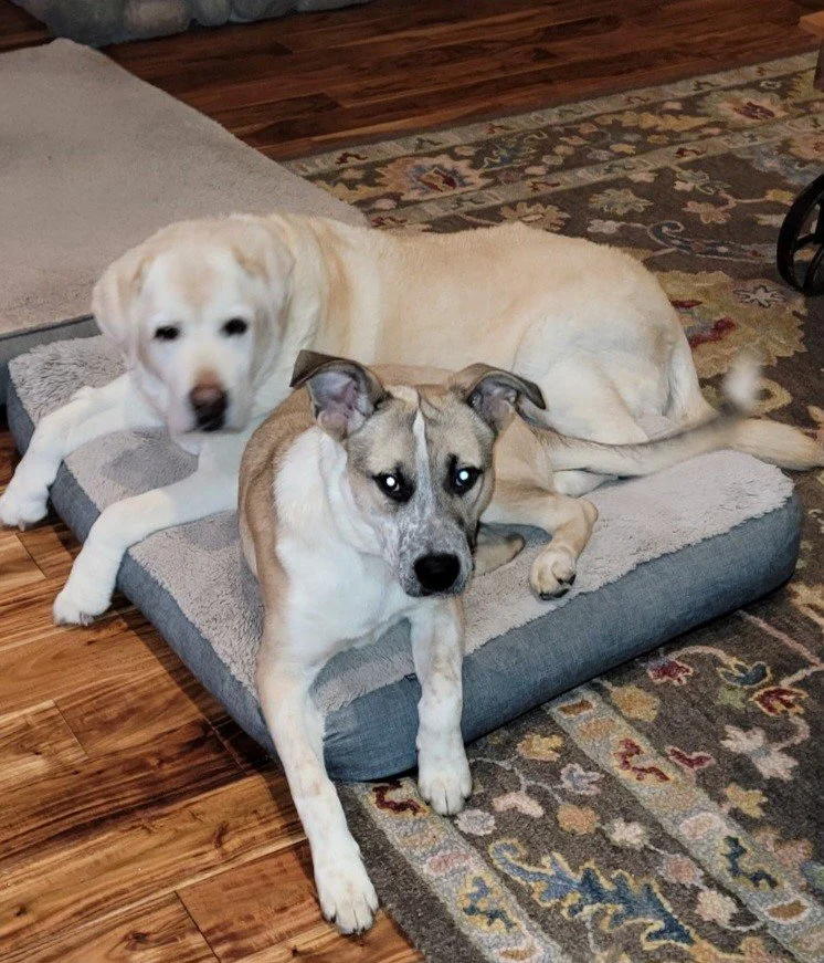 Flathead Junk Removal