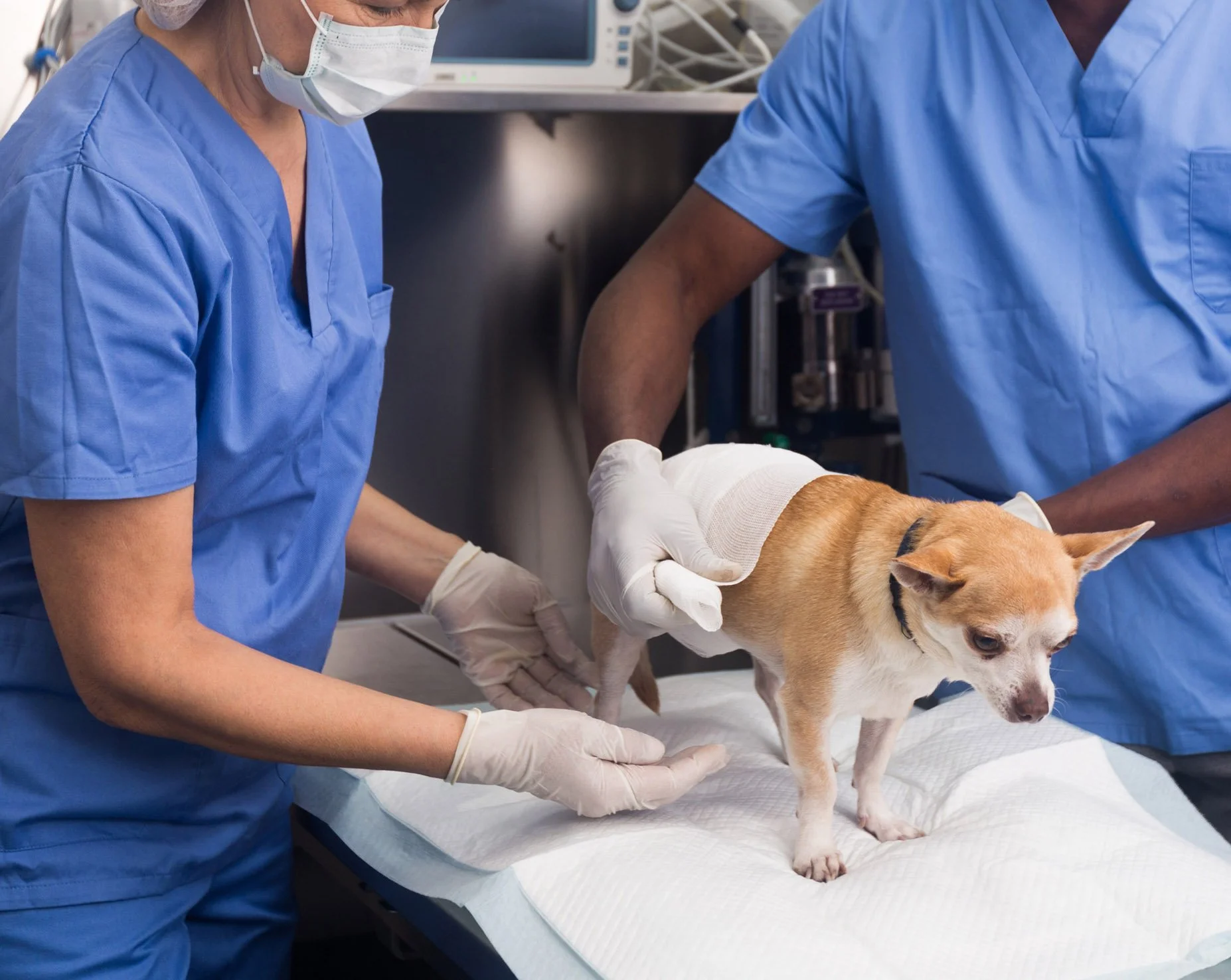 TrueHeal Veterinary Hospital, Livonia - APPOINTMENTS AVAILABLE | Dr ...