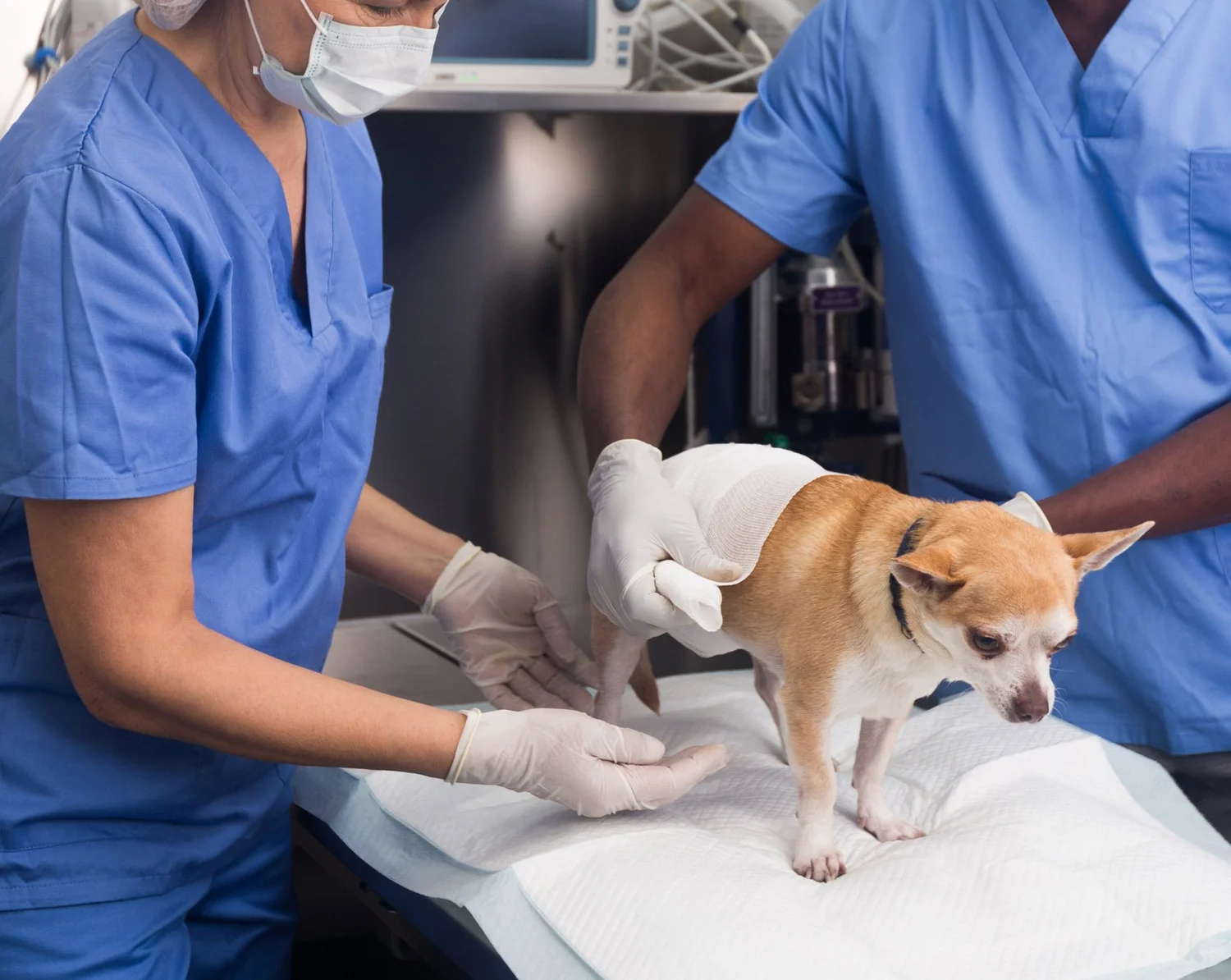Spay or Neuter Surgery — TrueHeal Veterinary Hospital - Livonia ...
