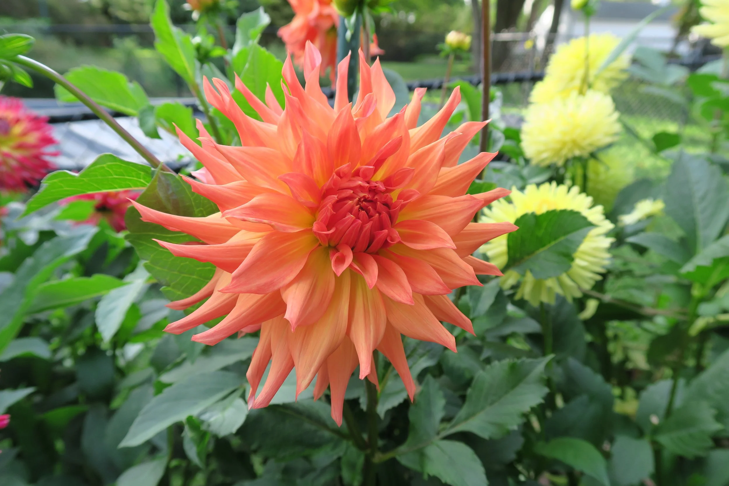 Welcome | Explore Dahlia Cultivation – Join Us — Mid Island Dahlia Society