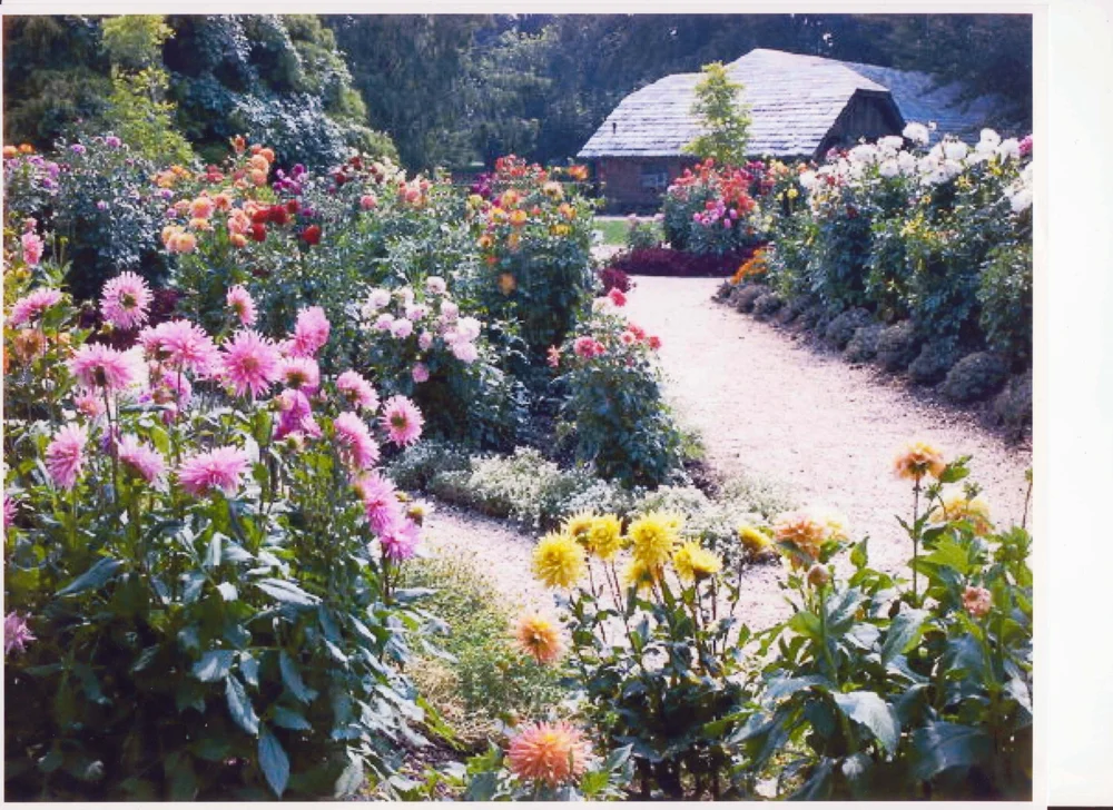 Paul Callahan Dahlia Garden | Visit & Explore Beautiful Dahlias — Mid ...
