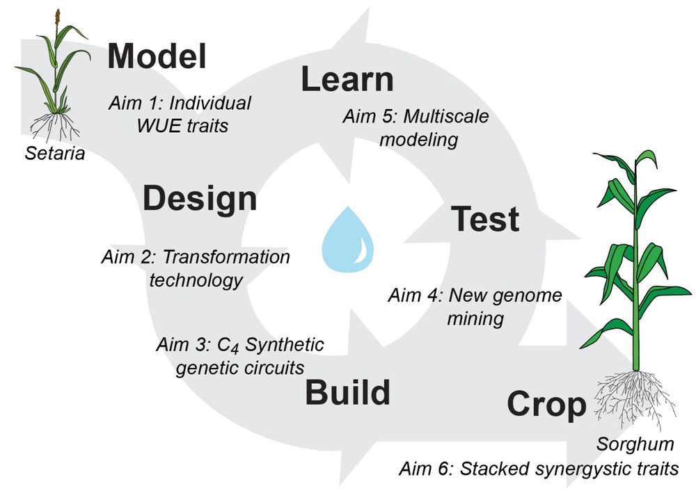 Harnessing water to optimize crops