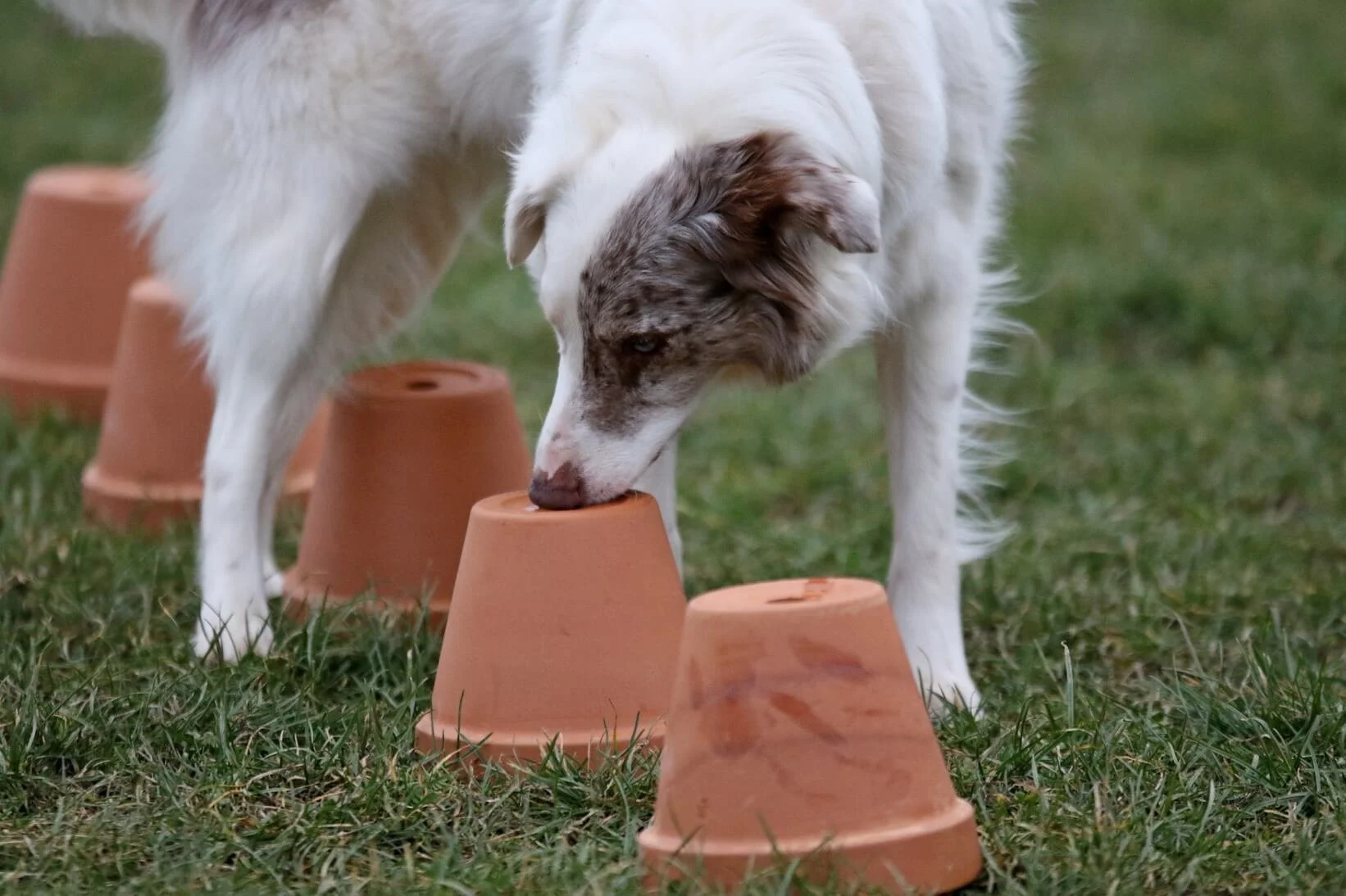 Scentwork Training for Dogs in Worcestershire — Pauline Whittaker Dog ...