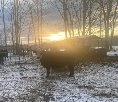 About | Family Owned & Operated | Sandwich, NH — Mountain Breeze Farm