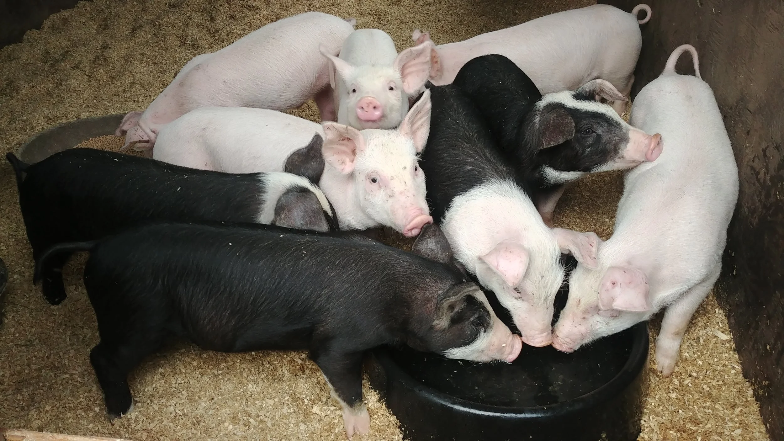About | Family Owned & Operated | Sandwich, NH — Mountain Breeze Farm